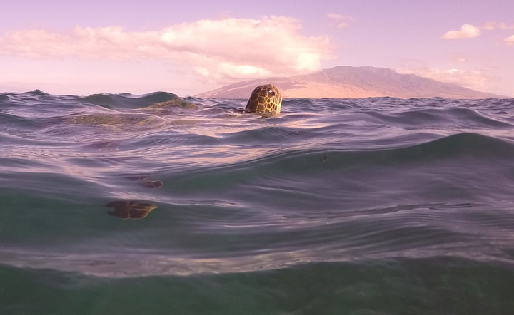 Photo of the Day: ‘From mauka to makai’ | News, Sports, Jobs - Maui News